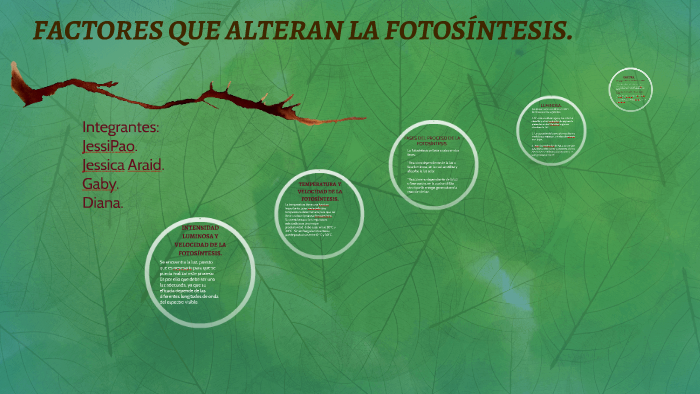 Reacciones Oscuras De Los Pasos De La Fotosíntesis