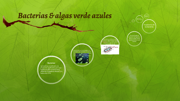 Bacterias & algas verde azules by Fatima Rivas on Prezi