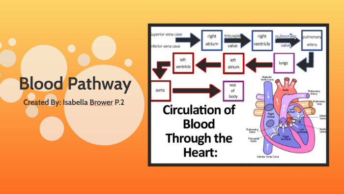 Blood Pathway~ by Isabella Brower on Prezi