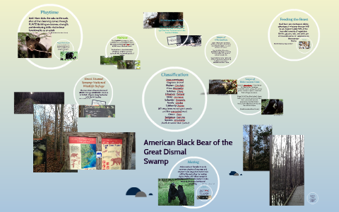 American Black Bear of the Great Dismal Swamp by Shannon Carter on Prezi