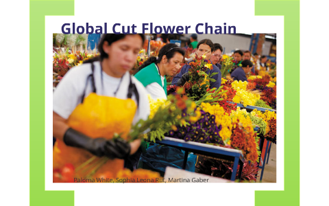The Cut Flower Industry and Women by Paloma White on Prezi