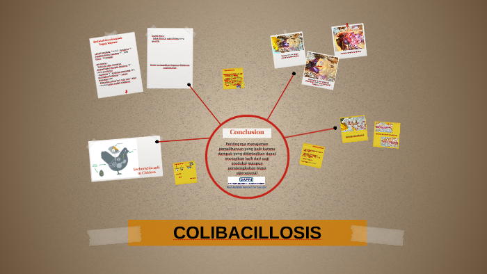 COLIBACILLOSIS by Nisaa Azisah on Prezi