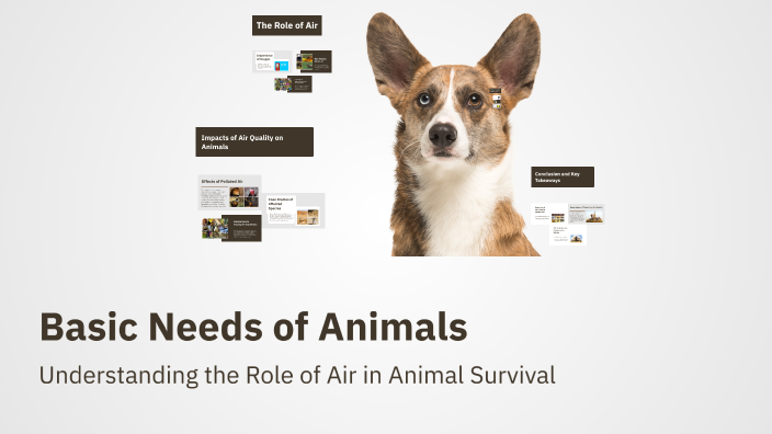 Basic Needs of Animals by G1 - Amber jap Yabut on Prezi