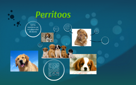 Los perros son animales mamíferos carnívoros de la familia by Naomi ...