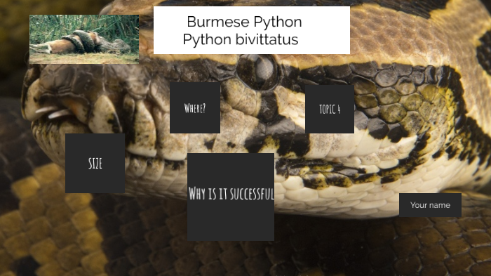 The invasion of the Burmese Pythons by Robert Helder on Prezi
