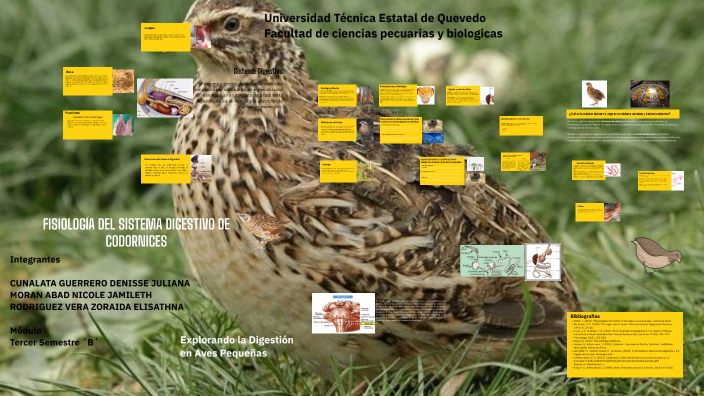 El Sistema Digestivo de las Codornices by Deniss Guerrero on Prezi