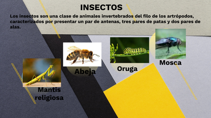 INSECTOS - Angel Thomas Cortes by ANGEL THOMAS CORTES ORTIZ on Prezi