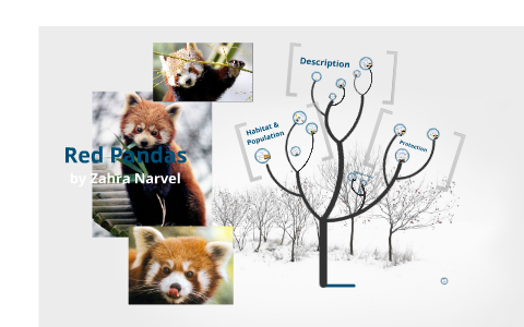 Red Pandas by Zahra Narvel on Prezi