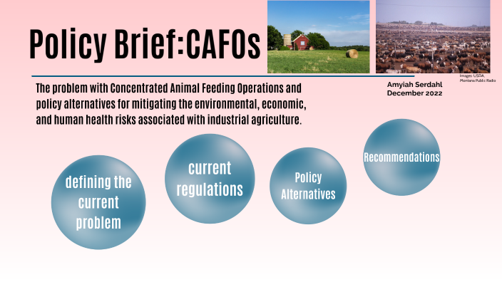 CAFOs by Amyiah S on Prezi