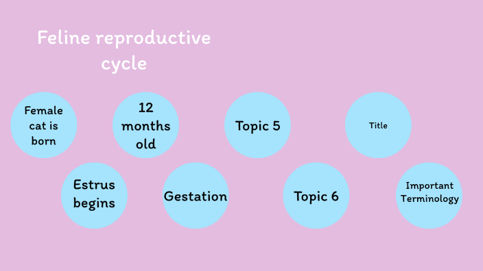 feline reproduction by beth alderton on Prezi