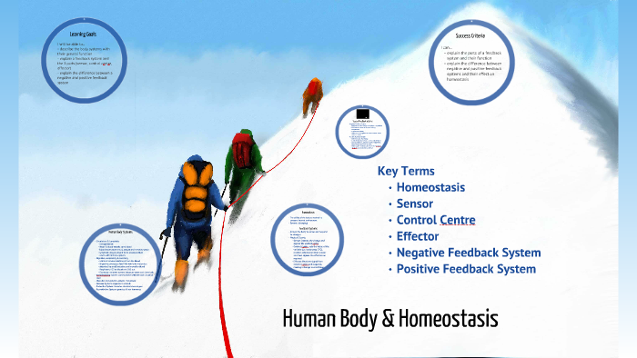 8.1: Human Body Systems & Homeostasis by Ms. Klodt on Prezi