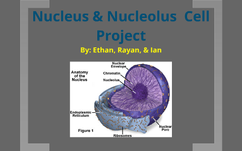 nucleus project by Ethan Bonner on Prezi
