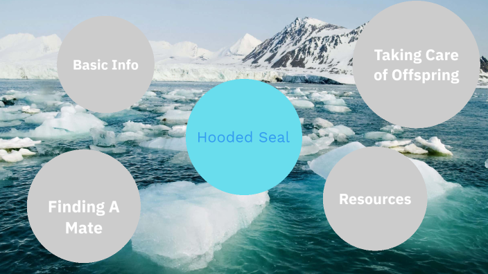 Hooded Seal Reproduction System by Russell Smiley on Prezi