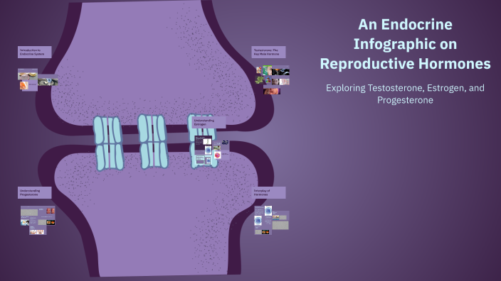 An Endocrine Infographic on Reproductive Hormones by Esmeralda Torres ...