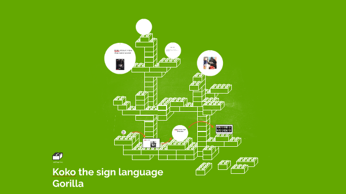 Koko the sign language Gorilla by Christopher Mezerkor on Prezi
