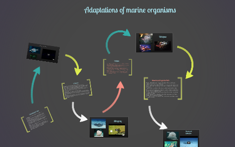 Adaptations of marine organisms by vitaley shaulov on Prezi
