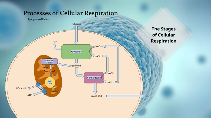 Cellular Respiration by Elaine Thai on Prezi