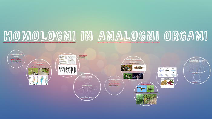 HOMOLOGNI IN ANALOGNI ORGANI by hana grum on Prezi