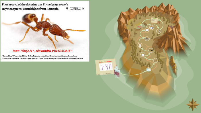 Strumigenys argiola (Hymenoptera: Formicidae): prima semnal by Ioan ...