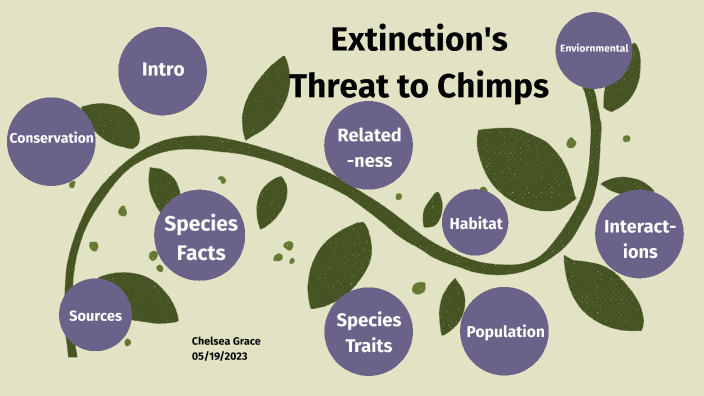 Chimpanzee's Extinction by Chelsea Grace on Prezi