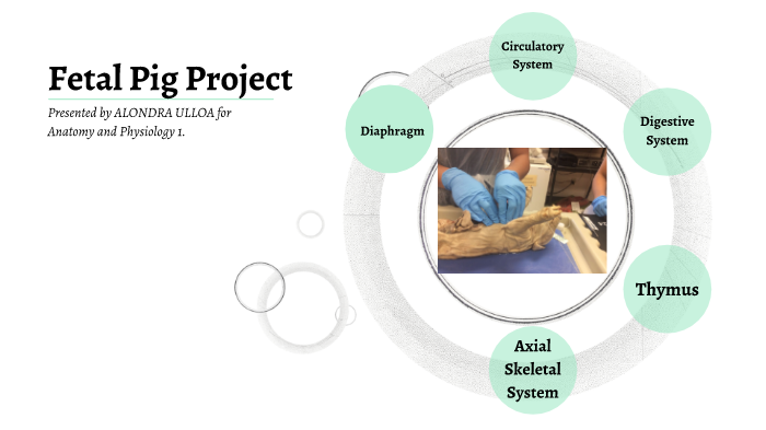 Fetal Pig Project by alondra ulloa on Prezi