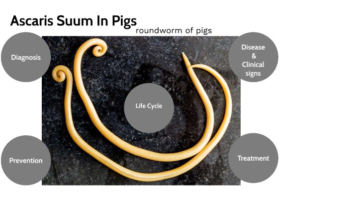 Roundworms In Pigs by lida feliciano on Prezi