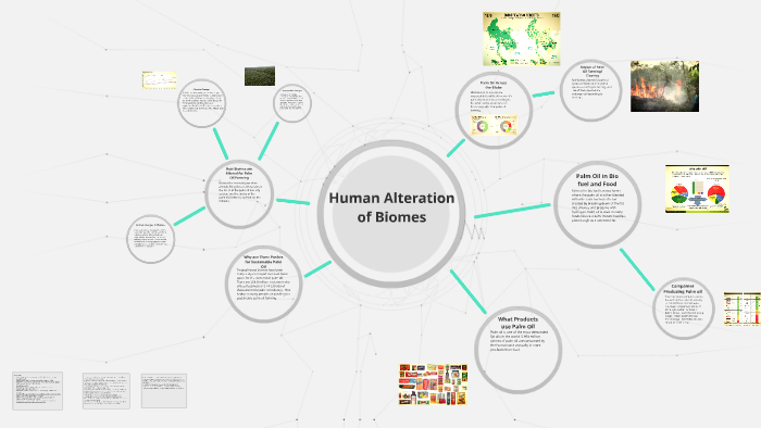 Human Alteration of Biomes due to Palm Oil by Junior TechCrew on Prezi