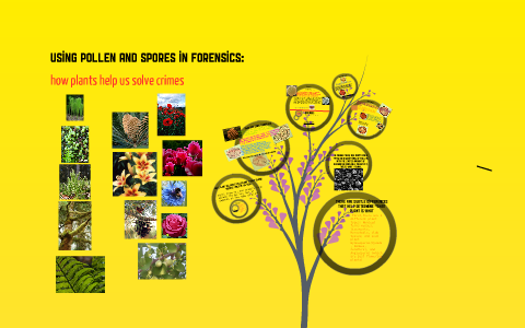 Pollen and Spores in Forensics by Abraham Housini on Prezi