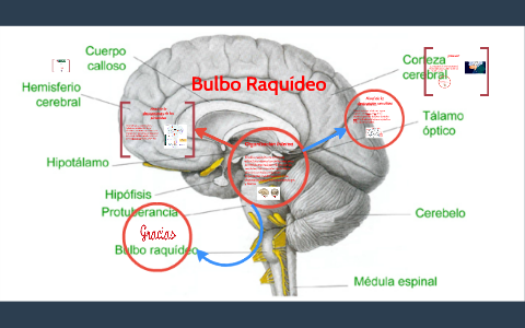 Bulbo Raquídeo by Joel Concepción on Prezi