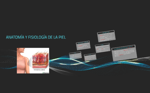 ANATOMÍA Y FISIOLOGÍA DE LA PIEL by Angela Garzon on Prezi