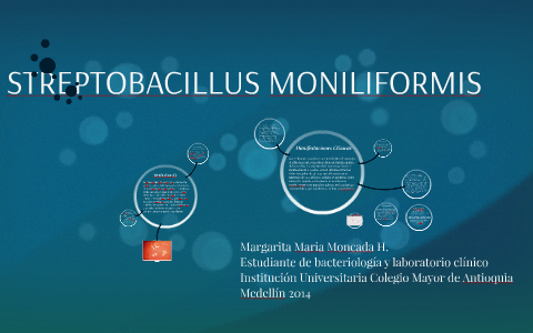STREPTOBACILLUS MONILIFORMIS by Margarita Moncada on Prezi