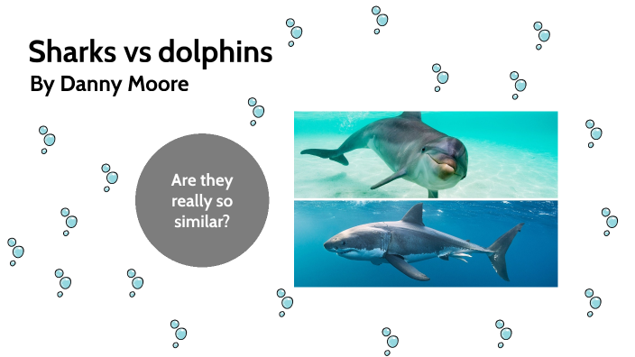 sharks vs dolphins by daniel-moore 15451 on Prezi