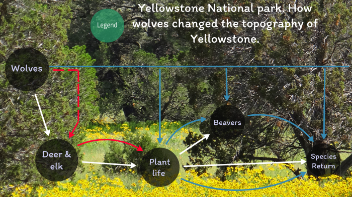 Trophic Cascade Model of Yellowstones wolves by Travis Tyo on Prezi