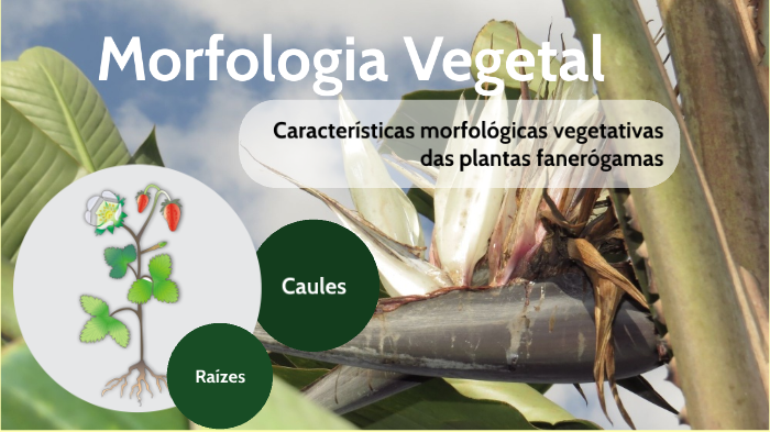 Morfologia Vegetal by Diogo Bueno Kanouté on Prezi