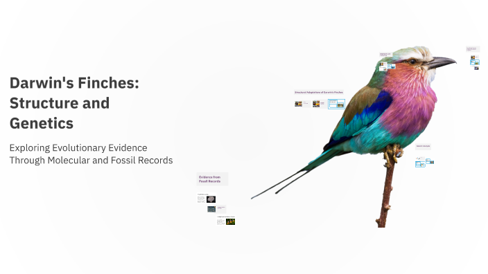 Darwin's Finches: Structure and Genetics by Kellee Hill on Prezi