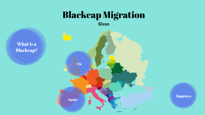 Blackcap Migration by Sivan A on Prezi