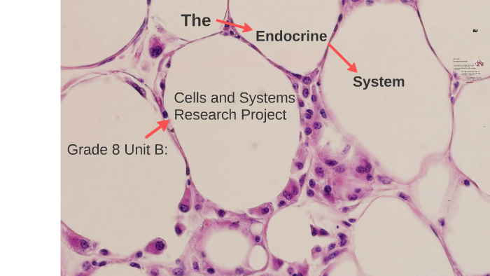 Grade 8 Cells and Systems Project by Wing Shan Ou on Prezi
