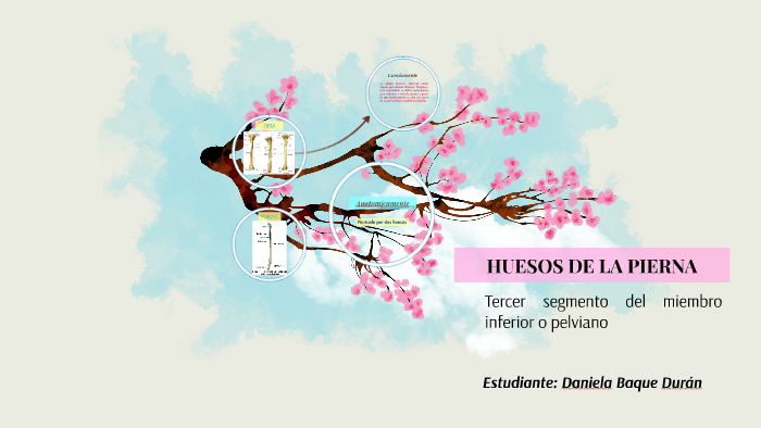 HUESOS DE LA PIERNA by Daniela Baque Durán on Prezi