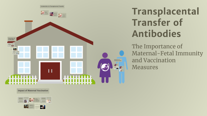 Transplacental Transfer of Antibodies by Angelica Coronel on Prezi