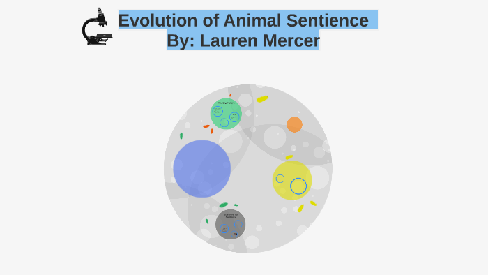 Evolution of Animal Sentience by Lauren Mercer
