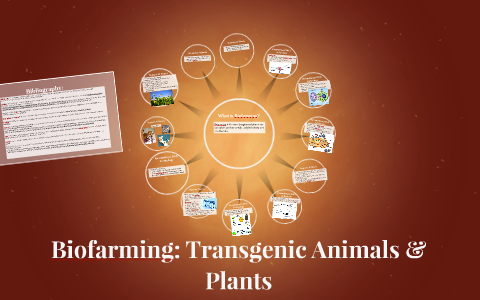 Biofarming: Transgenic Animals & Plants by Jinneea Rahman on Prezi