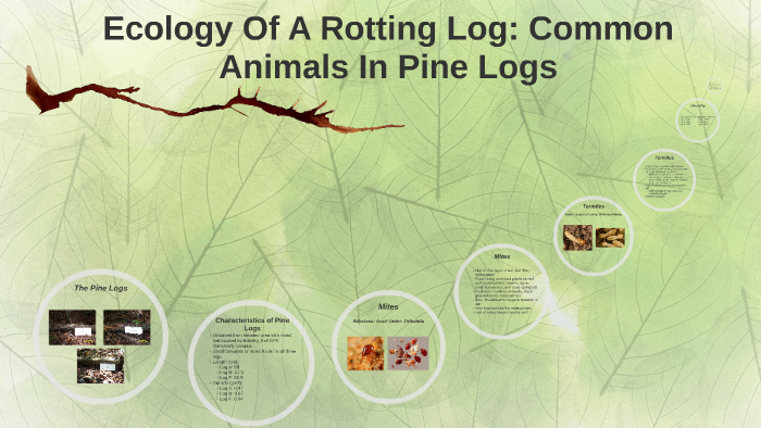 Ecology Of A Rotting Log: Common Animals In Pine Logs by Selene ...