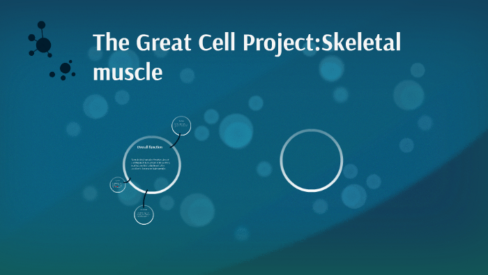 The Great Cell Project:Skeletal muscle by Wiz Khaliba on Prezi