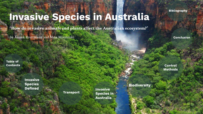 Invasive Species in Australia by Anouk Brettmann on Prezi