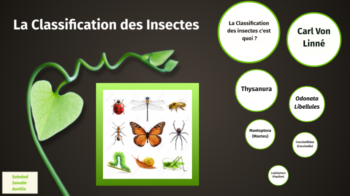 La classification des insctes by Aurélia Fleurette
