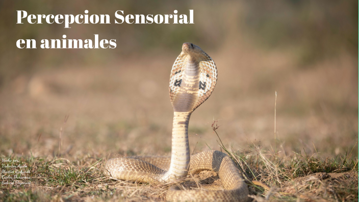 Persepcion sensorial by Valentín Ayala on Prezi