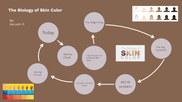 The Biology of Skin Color Project by Aarushi P. on Prezi