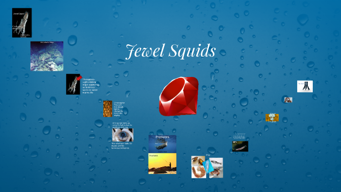 jewel squids by Sydney Wenzel on Prezi