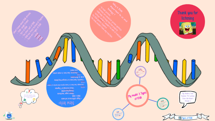 3 types of RNA by Andrea Tran on Prezi