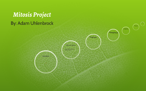 Mitosis Project by Adam Uhlenbrock on Prezi